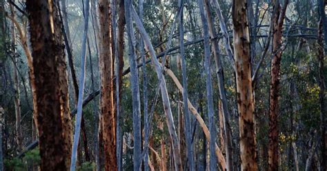 Wandoo Wood Characteristics Uses Pros And Cons Timber Blogger