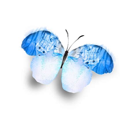 Color De Agua Mariposa Aislada En Blanco Stock De Ilustración