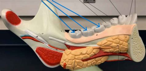 Oral Cavity Flashcards Quizlet