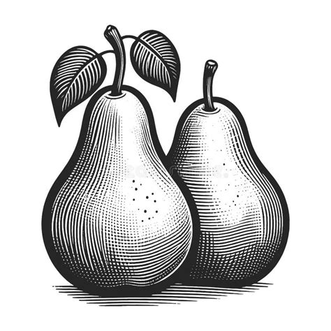 一对梨叶果植物草图光栅 库存例证 插画 包括有 食物 详细 问题的 自然 草图 铭刻 板刻 312186882