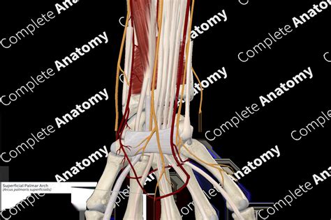 Superficial Palmar Arch Complete Anatomy