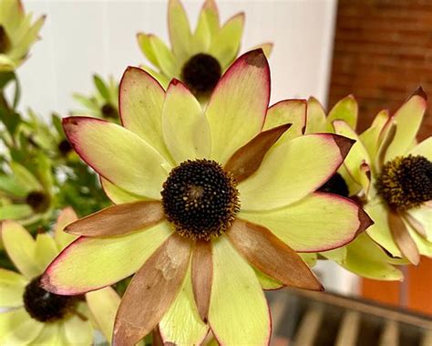 Hammond Providore Moama Restaurant Reviews Photos And Phone Number