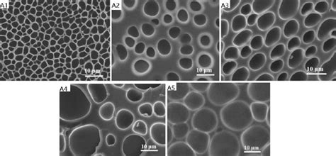 The Microstructure Of The Polymer Networks Of The Diffusers For Samples