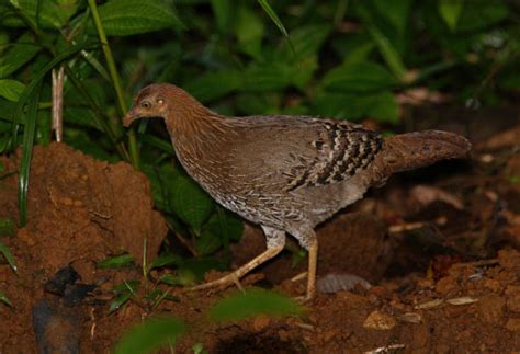 40 Gallus Lafayetii Foto Foto Stok Potret And Gambar Bebas Royalti