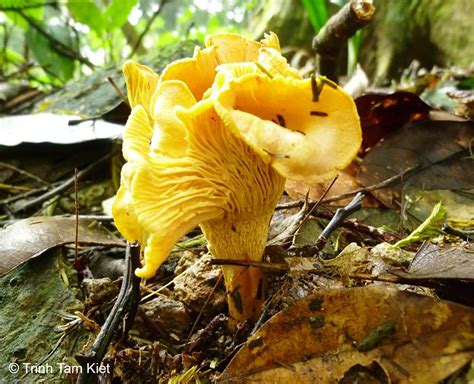 Cantharellus Cibarius Danh LỤc ĐỎ ViỆt Nam