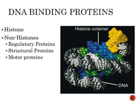 Dna Binding Proteins Ppt