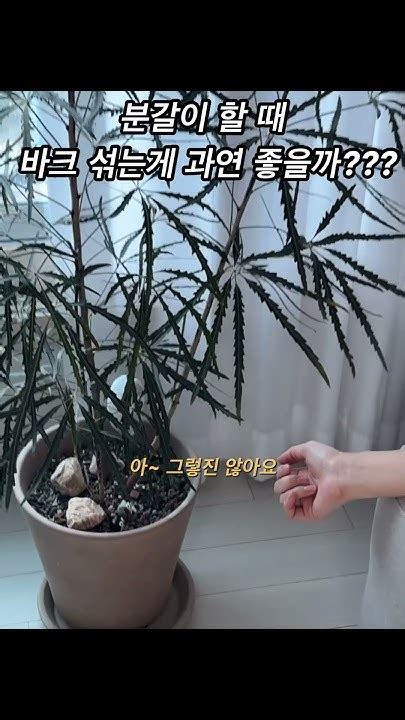 분갈이 분갈이흙 식물키우기 정원놀이 정원놀이흙쓰세요 Youtube