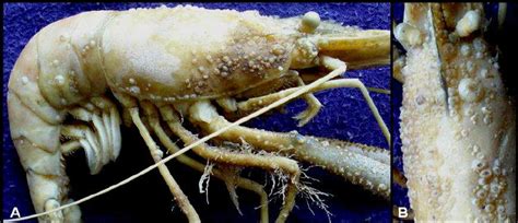Prawn Specimen 6 With The Barnacle Amphibalanus Improvisus And The