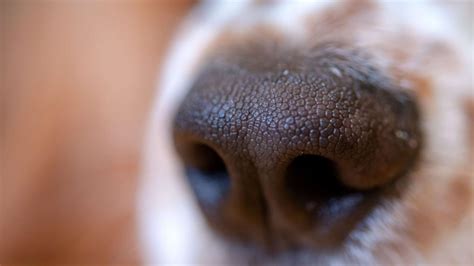 Como Saber Si Mi Perro Esta Cansado O Enfermo