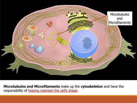 Chapter 7 Cell Structure And Function Ppt Download