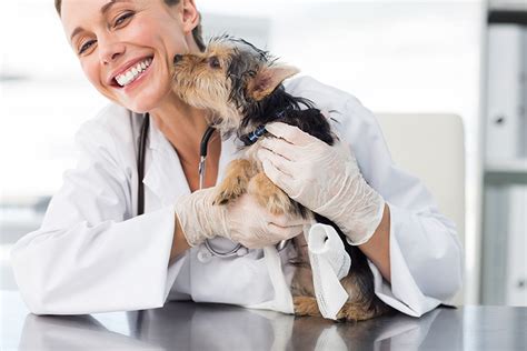 10 Best Veterinarians In New Hampshire