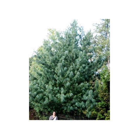 Pinus Wallichiana