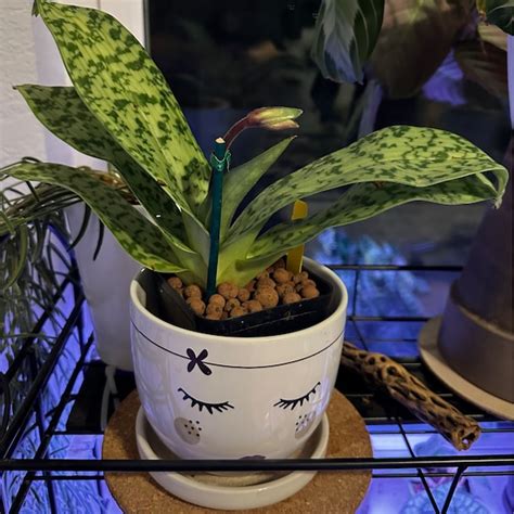 Paph Supersuk Eureka Amaos X Paph Raisin Pie Hsinying X Sib