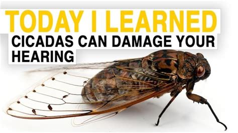 Cicada Life Cycle Stages