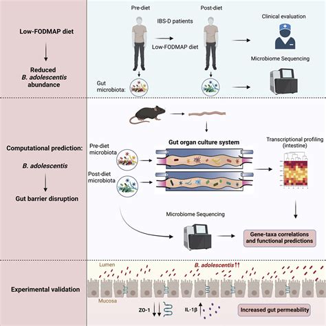 Diet Induced Modifications To Human Microbiome Reshape Colonic