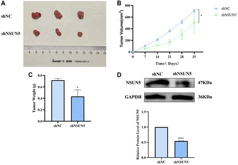 Knocking Down Nsun5 Inhibits The Development Of Clear Cell Renal Cell