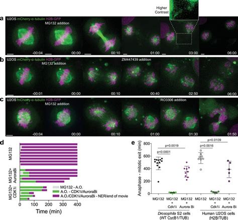 Figures And Data In Spatiotemporal Control Of Mitotic Exit During