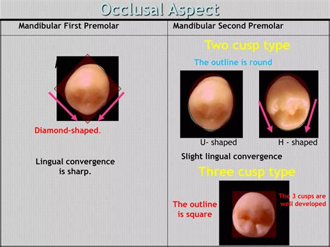 Permanent Mandibular First Premolar And Differences Between First And