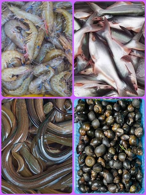 ត្រីស្រែ ខ្យងស្រែ និងផលិតផល ជលផល ១២មុខទៀត
