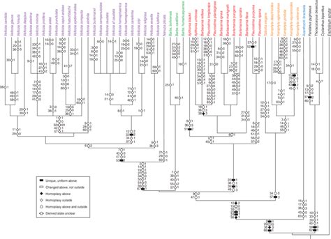 Strict Consensus Tree Generated From The 48 Equally Most Parsimonious