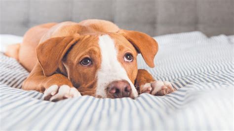 Consejos Para Tratar La Gastroenteritis En Mascotas Mia