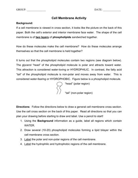 Cell Membrane Structure Worksheet Phospholipid Bilayer Activity