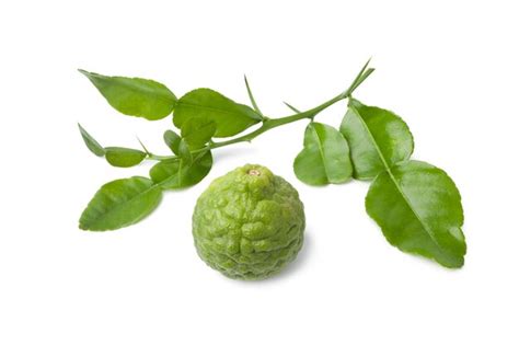 Premium Photo Fresh Picked Kaffir Lime And A Twig Of Leaves Isolated