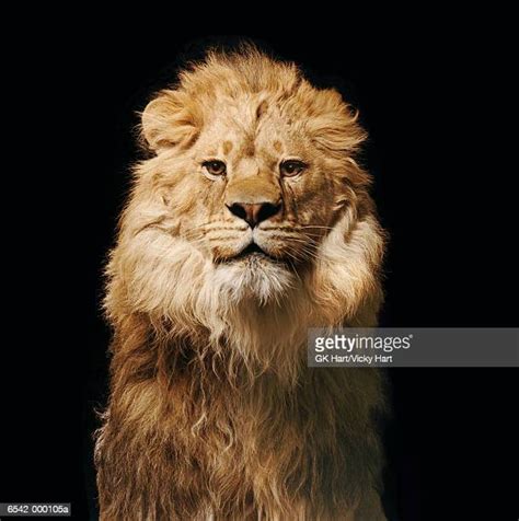 Lion Black Background Fotografias E Filmes Do Acervo Getty Images