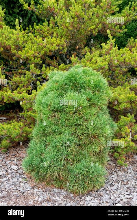 Two Pines Black Pine Pinus Nigra Globosa Viridis And Pinus Banksiana