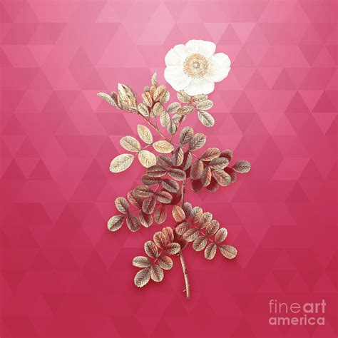 Vintage Macartney Rose In Gold On Viva Magenta Mixed Media By Holy Rock Design Pixels