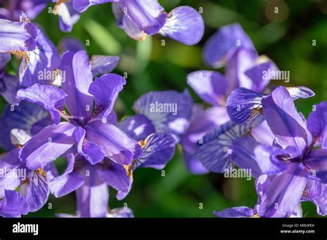 Iris Sibirica Flowers Commonly Known As Siberian Iris Or Siberian Flag