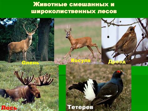 Растительный и животный мир России презентация онлайн