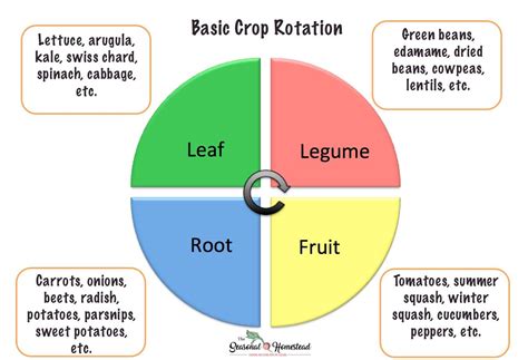 The Next Step In Maintaining A Healthy Garden Is Crop Rotation Crop