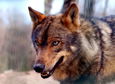 Simbolismo de el lobo Biblioteca de Nueva Acrópolis