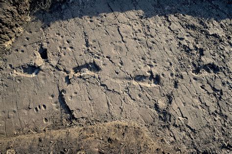 Newfound Footprints Stir Debate Over Our Ancestors Sex Lives