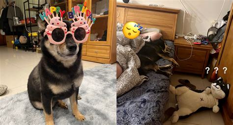 柴柴爭寵！柴犬見爸爸「抱娃娃睡覺」氣炸 爭寵行徑曝光網笑翻 Yahoo奇摩汽車機車