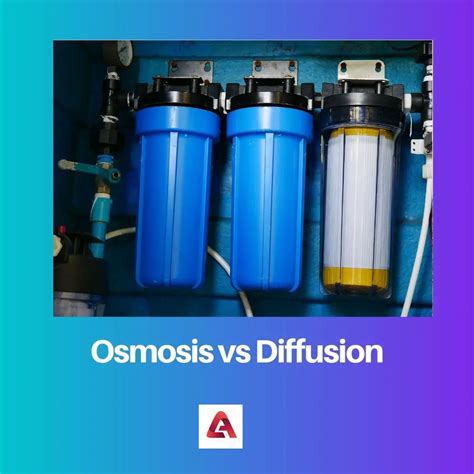Understanding The Difference Between Osmosis And Diffusion A Venn Diagram