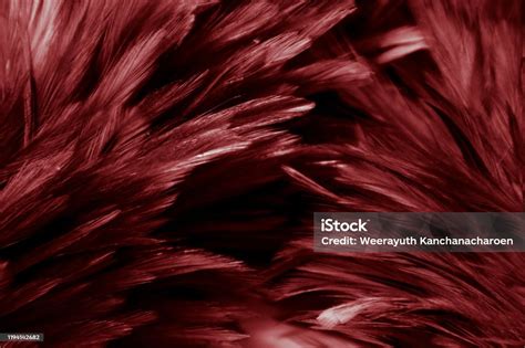 검은 배경에 아름다운 추상 적색 흰색과 빨간색 깃털과 흰색 패턴에 부드러운 흰색 핑크 깃털 질감 검은색에 대한 스톡 사진 및 기타 이미지 Istock