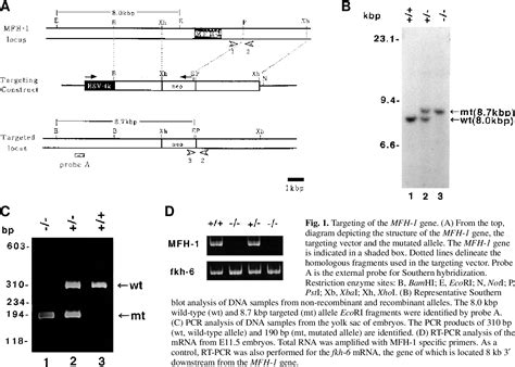 Table 1 From Essential Roles Of The Winged Helix Transcription Factor