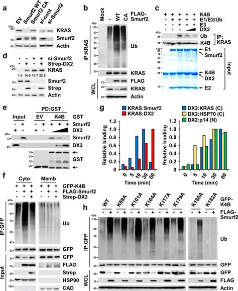 Competitive Blocking Of Smurf2 Mediated Ubiquitination Of Kras By Dx2 A