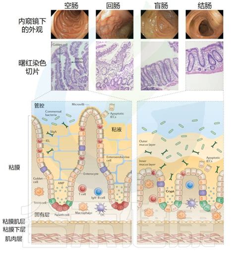 当肠道免疫系统与微生物共舞：了解肠道免疫细胞和肠道菌群互作 谷禾健康