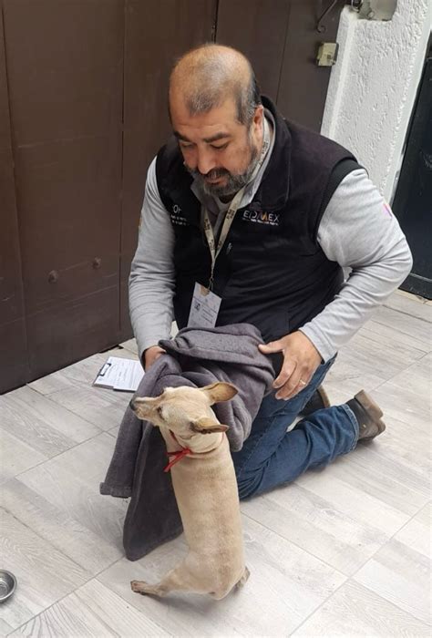 Agresor De Perro Licenciado En Naucalpan Ofrece Disculpas Grupo Milenio