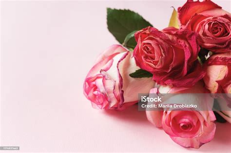 분홍색 배경에 여러 말린 장미 꽃 머리 플로버 허바륨 삶의 시들고 불임 죽음의 아름다움 텍스트의 공백 복사 0명에 대한 스톡 사진 및 기타 이미지 Istock