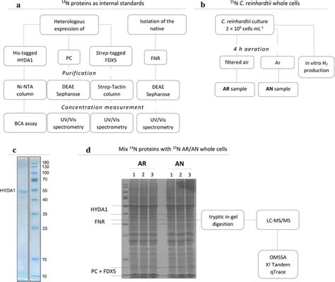 Schematic Overview Of The Procedure For Absolute Protein Quantification
