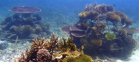 Artificial Reefs The Coral Reefs
