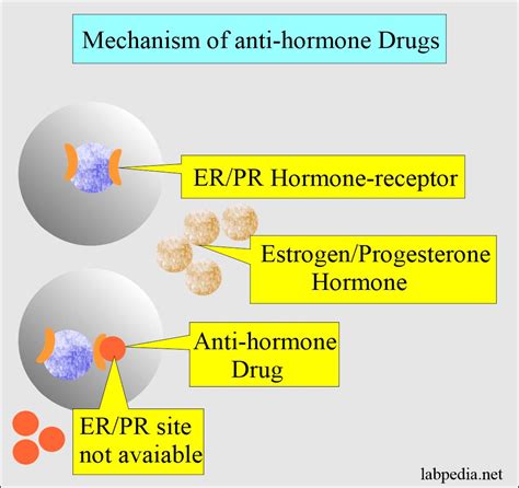 Estrogenprogesterone Receptors Erpr Receptors
