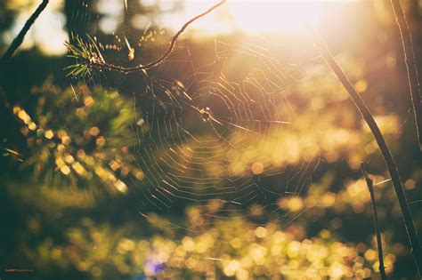 Brown Spider Nature Spiderwebs Sunset Forest Hd Wallpaper