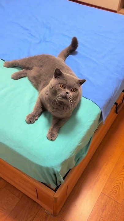 这关系处的相当不错 我和我的猫 这是我的好猫 Youtube