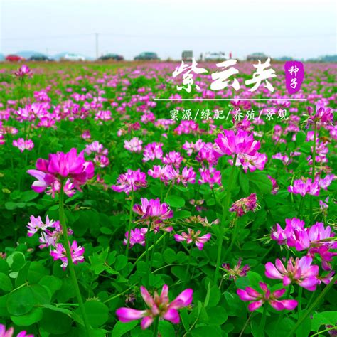 批髮紫雲英種子蜜源植物草籽四季牧草草種養蜂紅花草果園綠肥種籽酷農種業 蝦皮購物