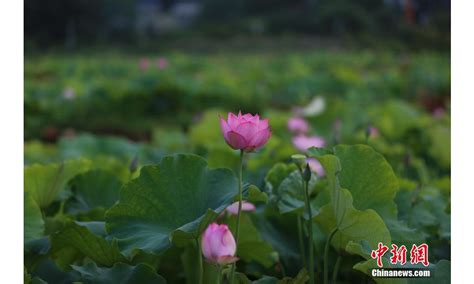 “荷”你有约 南岳衡山山脚百亩荷花竞相开放 黑龙江网